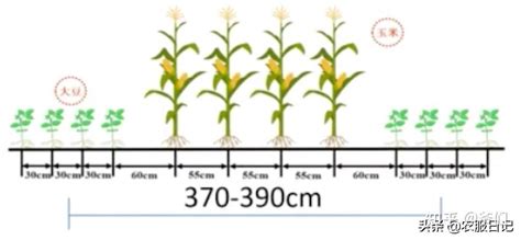 怎样种好菜园 蔬菜花园种植方案 三分田