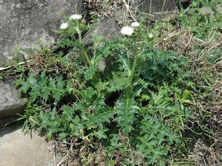 woodman s secret garden 雞觴刺 島薊