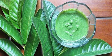 5 Manfaat Air Rebusan Daun Jambu Biji Untuk Kesehatan Cegah Diare