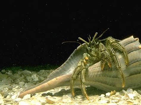 Subphylum Crustacea Notes