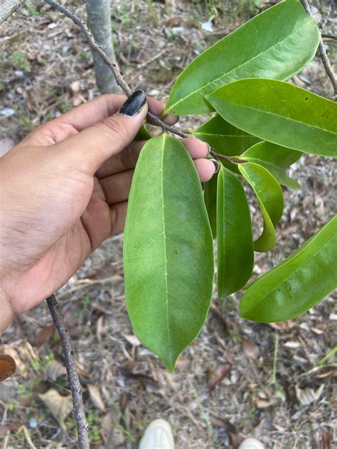 Deteksi Penyakit Pada Daun Sirsa Object Detection Dataset And Pre Trained Model By Deteksi