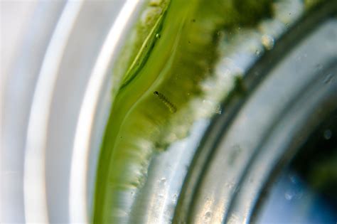 Mosquito Larvae Dirty Free Photo On Pixabay
