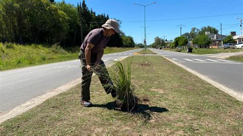Gestión Ambiental Comenzó La Plantación De Especies Nativas En El
