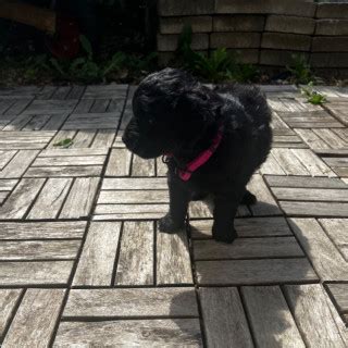 1 år gammal Pudel dvärg säljs av Carolina från Helsingborg Skaffa Hund