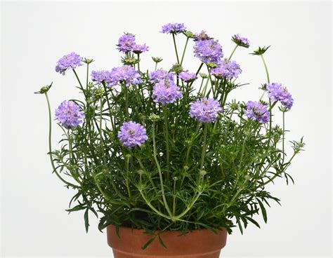 Flutter™ Deep Blue Scabiosa Bloomables