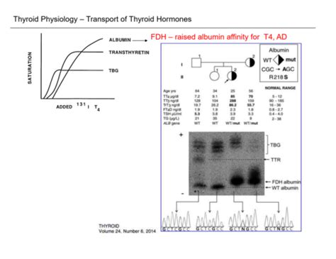 Endocrine System Flashcards Quizlet