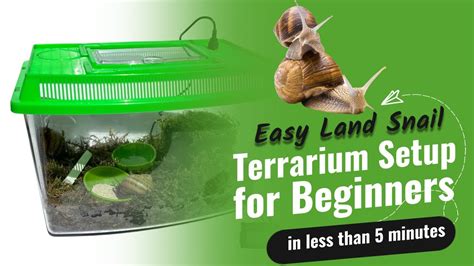 easy land snail terrarium setup for beginners creating a miniature
