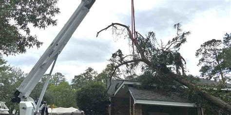 Do You Need A Tree Removal Permit In Marietta GA