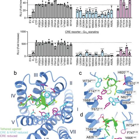 Binding Site Signalling Determinants Through Nfat And Cre A Nfat