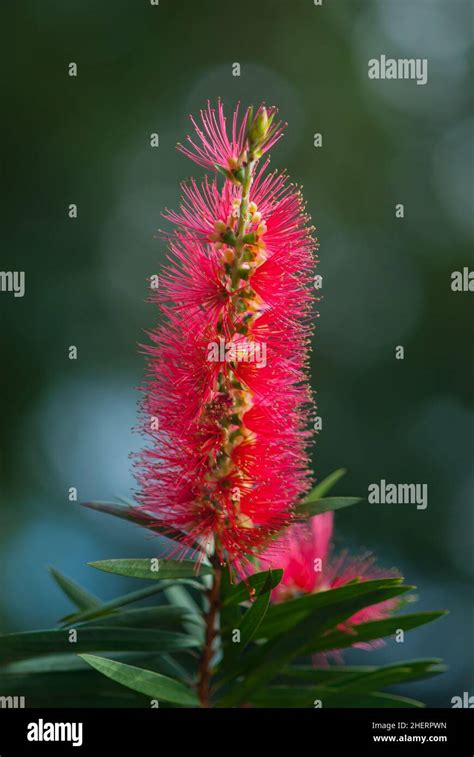 Red Callistemon Flowers In The Tropical Garden Of Bali Indonesia