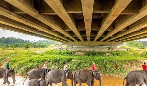 Menuju Tol Berkelanjutan HK Kelola Sampah Di Rest Area Hingga Bangun Perlintasan Satwa Aspek Id