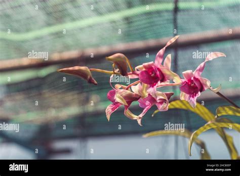 Harvesting Flower In Village Flower Mekong Deltaviet Nam During Tet