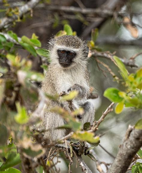 Vervet Monkeys Chlorocebus Pygerythrus Sitting In A Tree Kruger