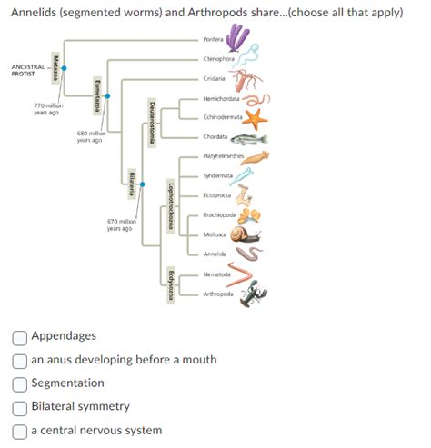 Solved Annelids Segmented Worms And Arthropods