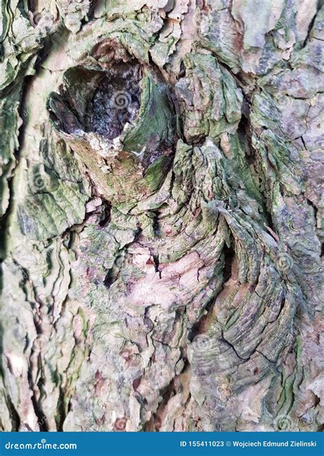 Pine Trunk Stock Image Image Of Texture Summer Wood 155411023