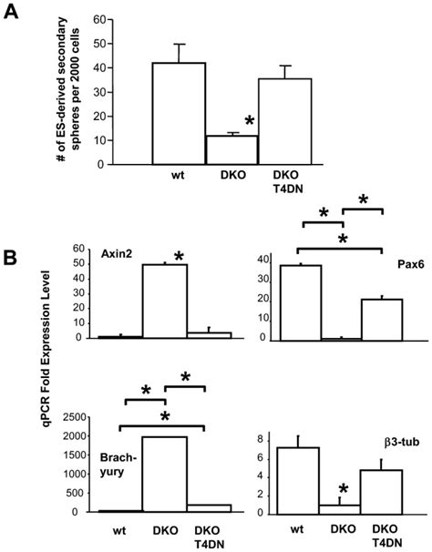 A Tcf Signaling Is Not Required For The Generation Of Es Derived