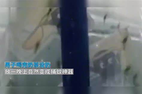男子喝完奶茶没扔放一晚上竟然变成捕蚊神器蚊子超爱喝