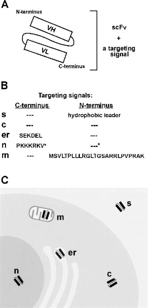 Intracellular Antibody Expression In Mammalian Cells A The Overall
