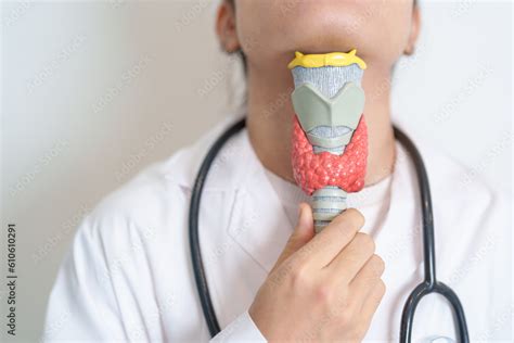 Doctor With Human Thyroid Anatomy Model Hyperthyroidism Hypothyroidism Hashimoto Thyroiditis