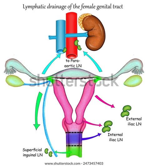 Lymph Drainage Female Genital Sex Organsovaryuterine Stock Illustration