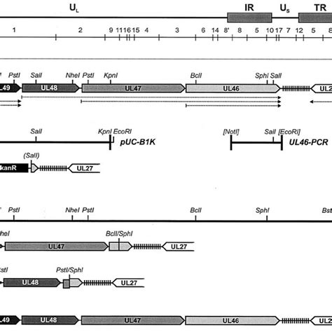 Generation Of Virus Mutants A Schematic Map Of The Prv Genome Which