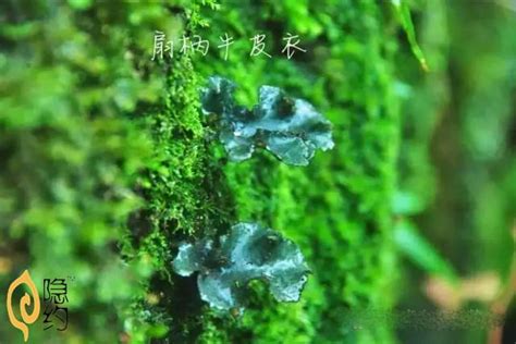 武夷山自然保護區植物美圖鑑賞 每日頭條