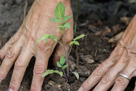 Premium Photo Cropped Image Of Person Planting Seedling On Field