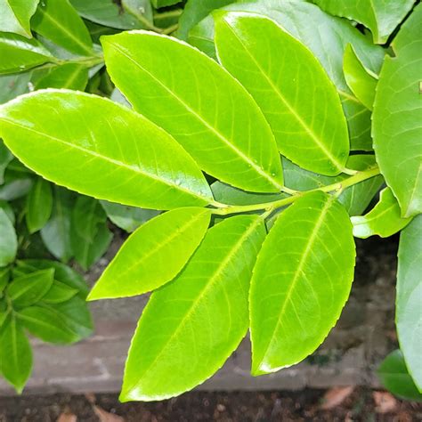 Uk Leaf Dataset Original Kaggle Uk Leaf Dataset Original Kaggle