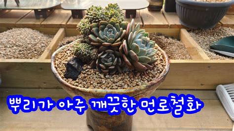 23120대품 먼로철화 분갈이해요 Youtube