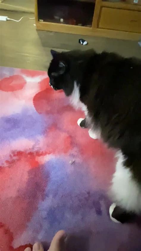 This Is Why I Cant Give Him Catnip Album On Imgur