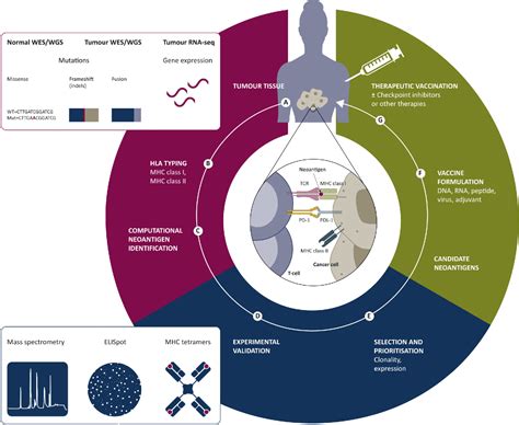 figure 1 from neoantigen prediction and computational perspectives