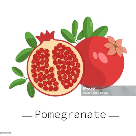 잘 익은 석류의 과일 흰색 배경에 고립 된 대상 절반 과일 및 석류 씨앗 다양한 제품 주스 화장품의 디자인에 대한 일러스트레이션 벡터 일러스트레이션 0명에 대한 스톡 벡터