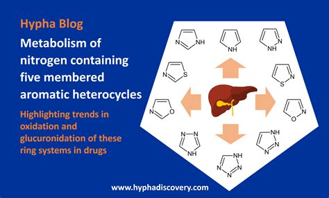 Metabolism Of Five Membered Nitrogen Containing Heterocycles Hypha
