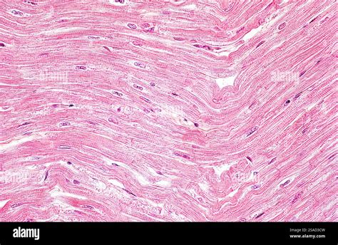 Human Cardiac Muscle Tissue Imaged At 100x Magnification Showing