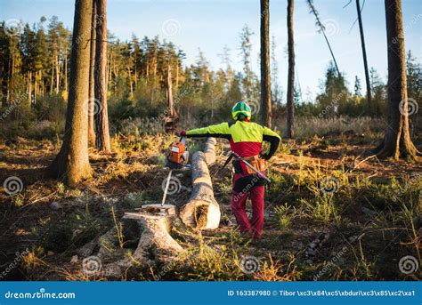 Logger Man Cutting A Tree With Chainsaw Lumberjack Working With