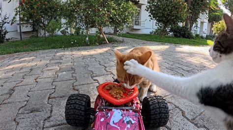 Adorable Stray Cats Enjoy A Meal YouTube