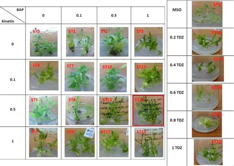 Influence Of Growth Regulators On In Vitro Shoot Multiplication Of W