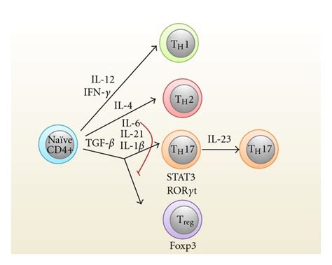 Polarization Of T Helper Th Cell Subsets Naïve Cd4 T Cells Develop