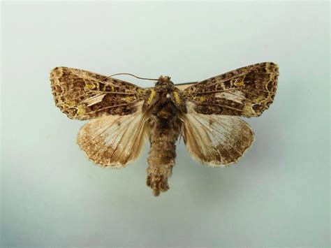 シロスジアオヨトウ Trachea atriplicis gnoma 島根大学標本資料類データベース