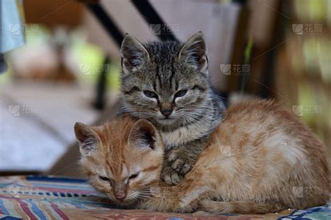 小猫依偎在一起的肖像
