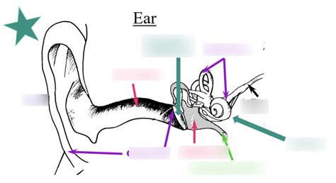 Speech Mech Hearing Anatomy Diagrams Diagram Quizlet