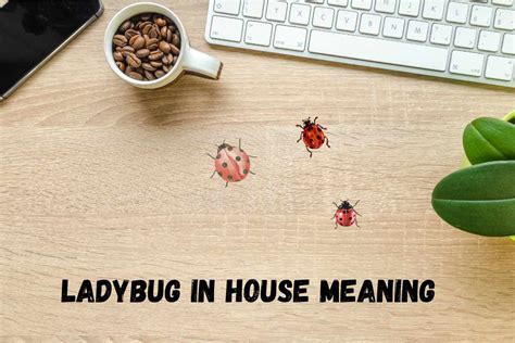 10 Spiritual Meanings Of Ladybug In House Good Or Bad What Spiritual