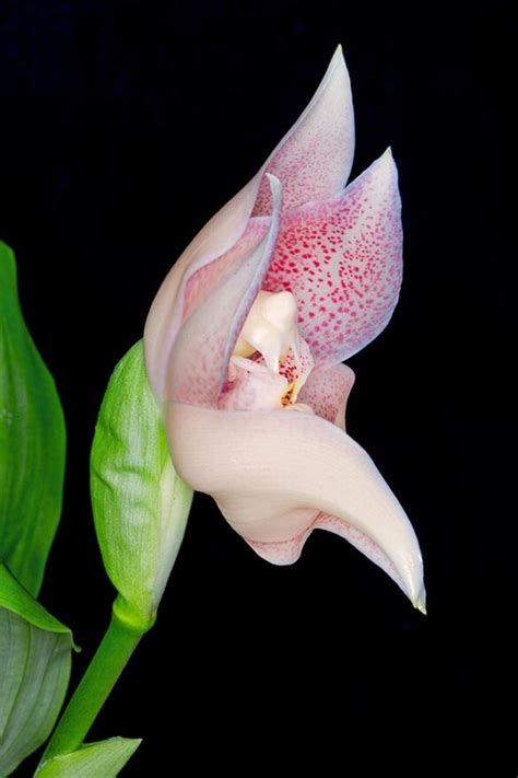 Anguloa Uniflora Monaco Nature Encyclopedia