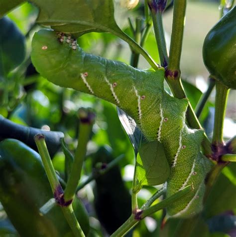 Tobacco Hornworm Imablog