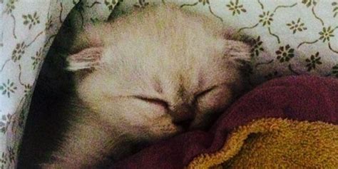 Taylor Swift Posted An Adorable Video Of Her Kitten Sleeping