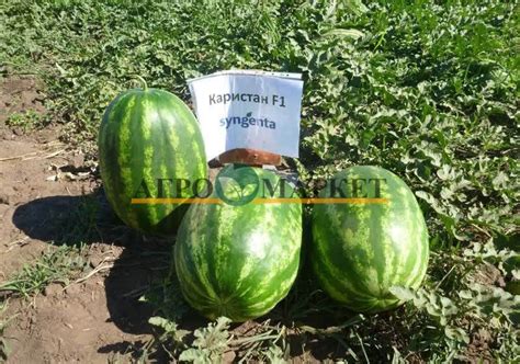 Купить Семена Арбуз КАРИСТАН F1 / KARISTAN F1 Syngenta в Крыму c ...