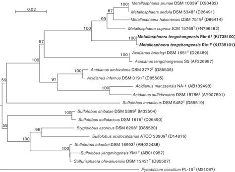 Phylogenetic Trees Reconstructed With The Neighbour Joining Method