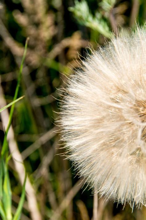Free Images Nature Grass Branch Abstract White Dandelion