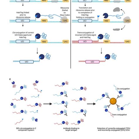 Cis Versus Trans Uci Conjugation A Ivt Rna Encoding Trim21 Or Gapdh