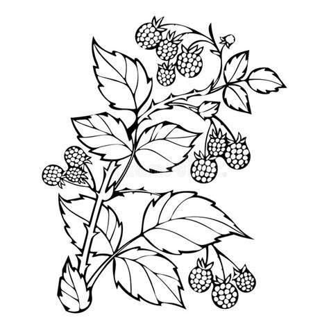 Forest Raspberry Sketch Stock Illustrations 1303 Forest Raspberry